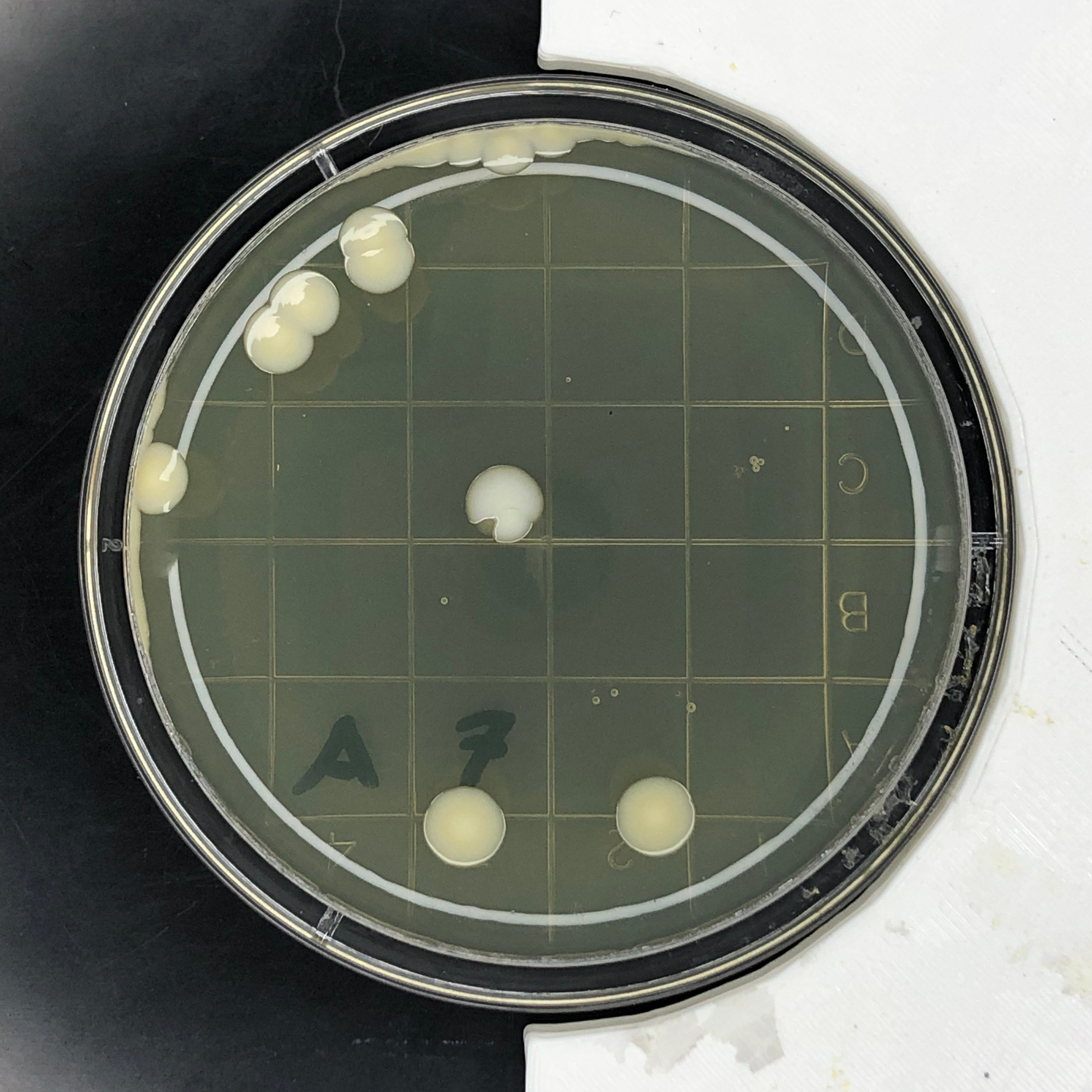 Laidlaw Research: Atmosphere, Food Models and Image Processing ...