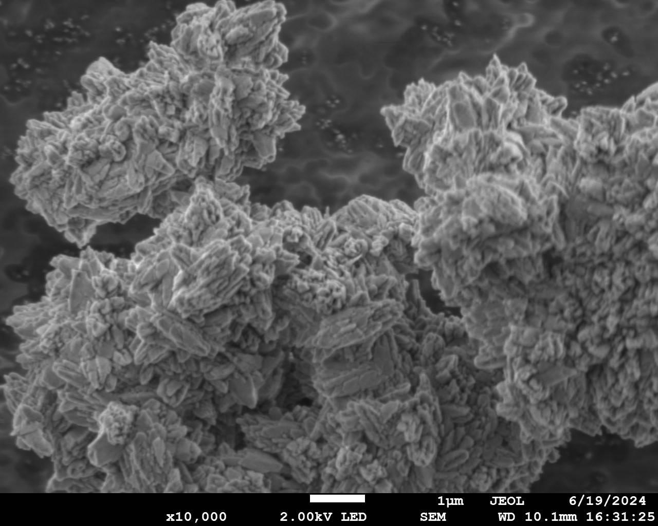 Blog: At the tail end of my research project | Laidlaw Scholars Network